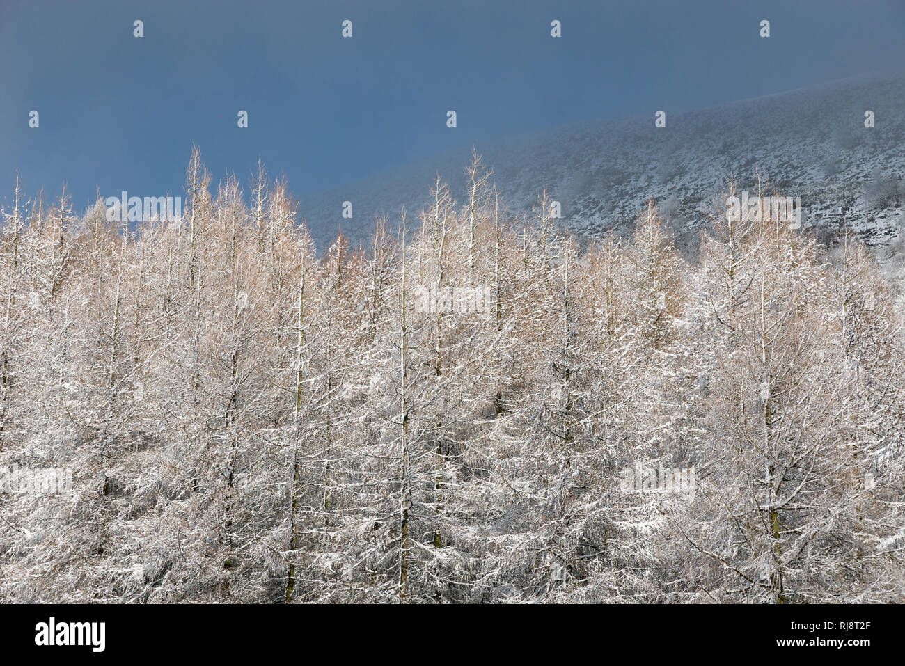 Bare larch trees covered in snow on a cold winter morning. Tintwistle ...