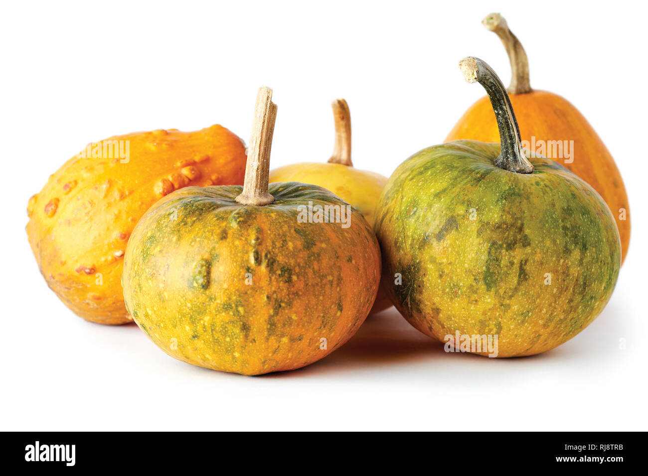 Mini pumpkins Cut Out Stock Images & Pictures - Alamy