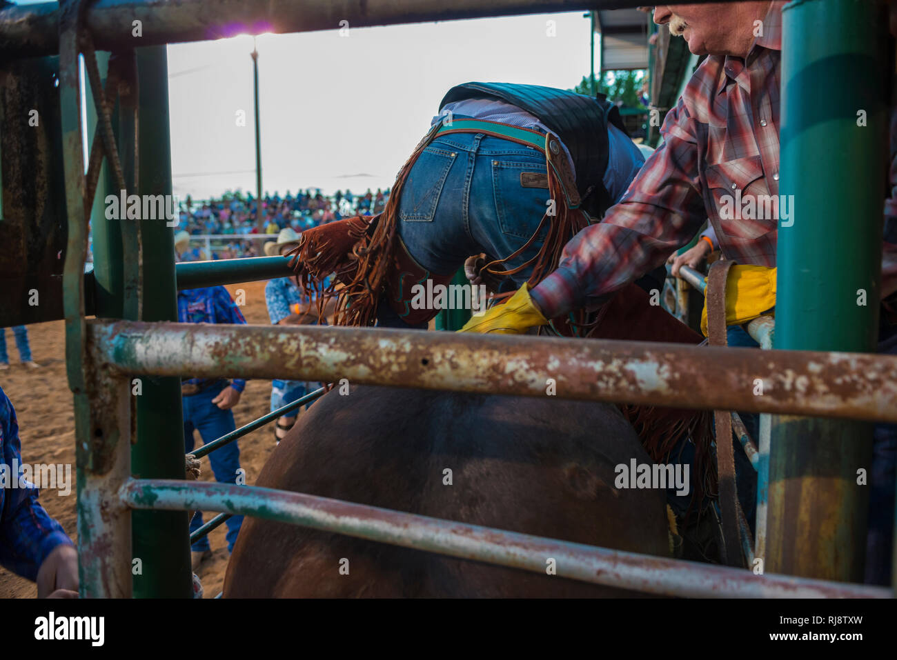 Rodeo cowboy preparing for saddle bronc event Stock Photo - Alamy
