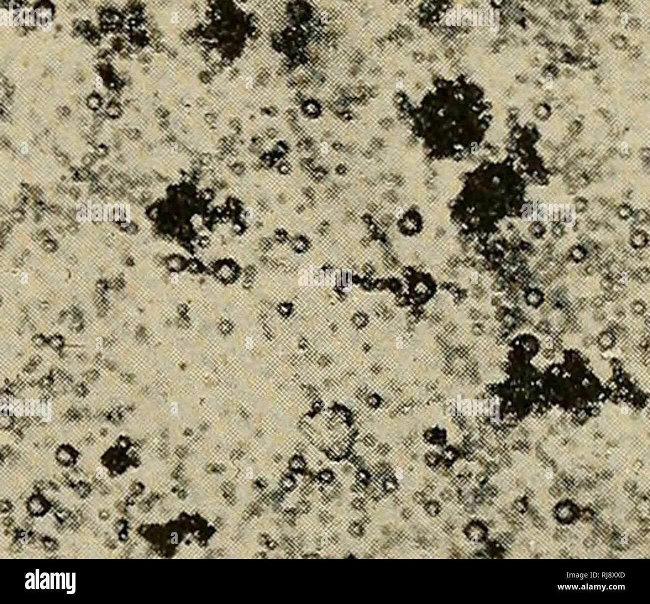 . Cheese making;. Cheesemaking. s? The Constitution of Milk. 3 ture ...