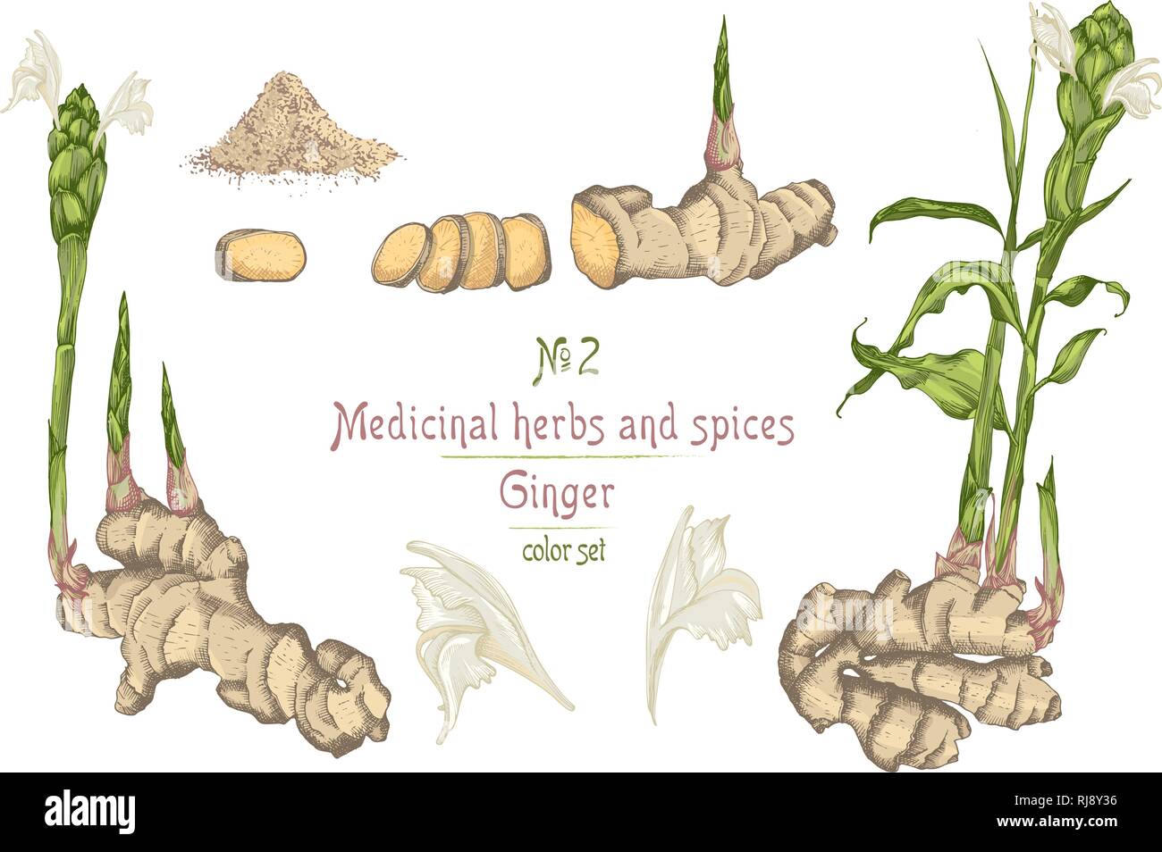 Set colorful hand drawn of Ginger roots, lives and flowers isolated on ...