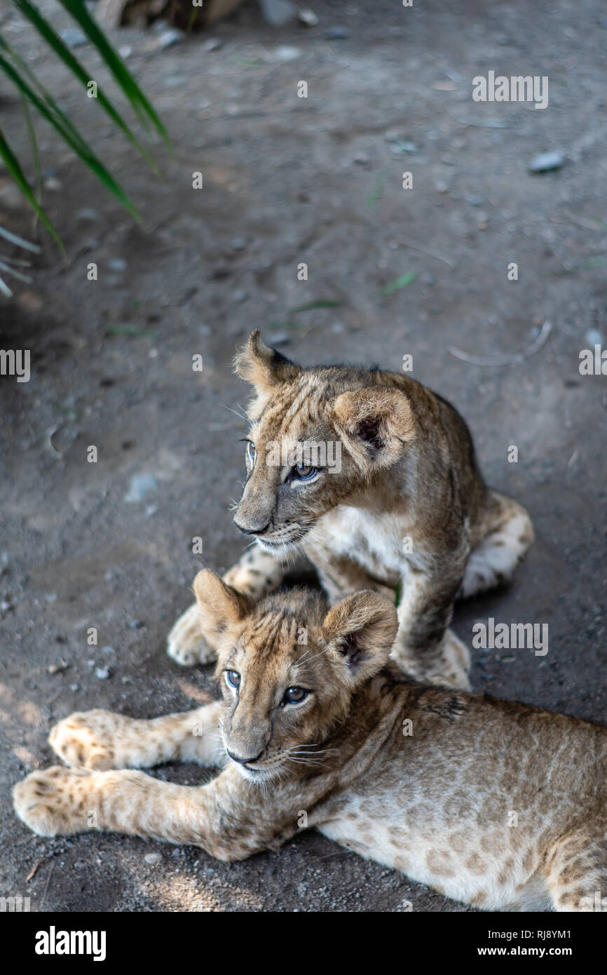 two lion cubs together in Guatemalan zoo Stock Photo - Alamy