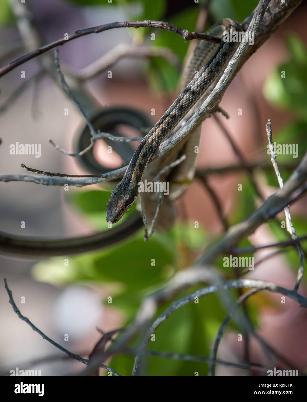 Striped galapagos snake hi-res stock photography and images - Alamy
