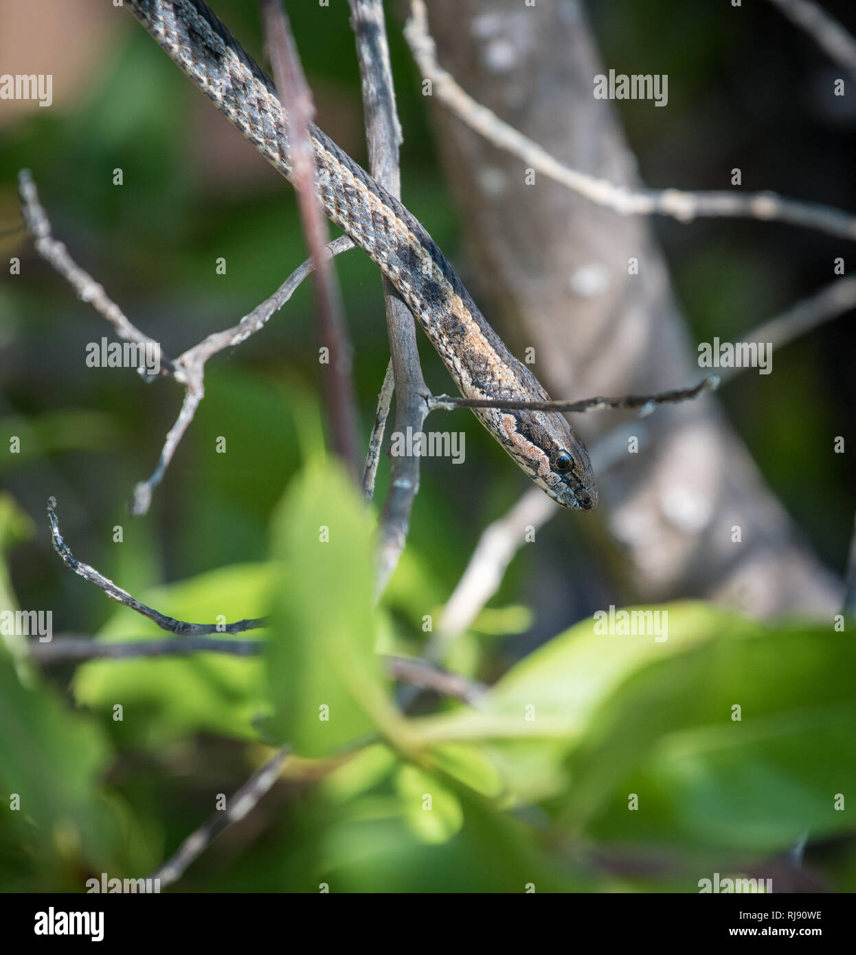 Galapagos Snake in the branches of a tree Stock Photo - Alamy