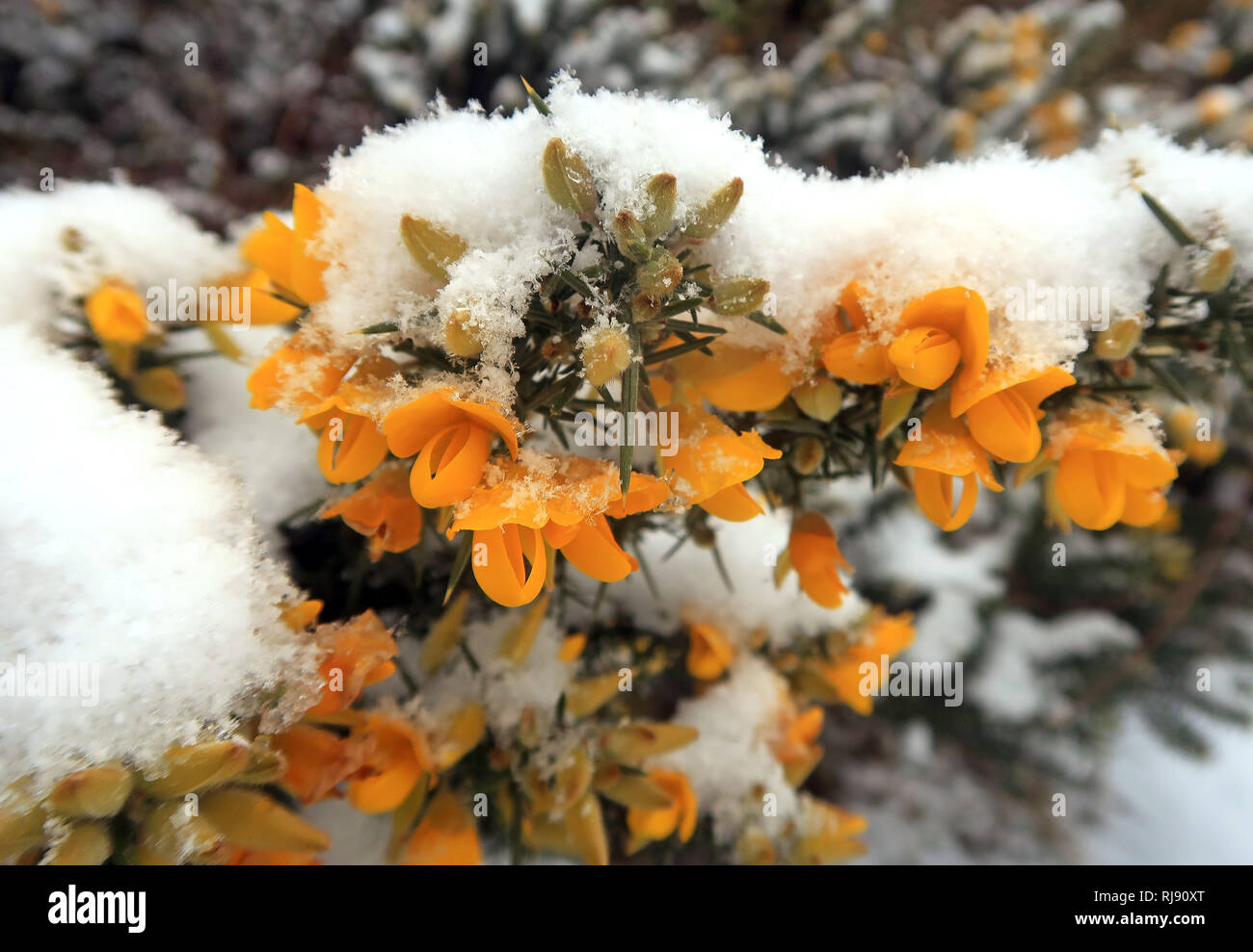 Not quite Spring on Formby Beach, Liverpool. Formby, Sefton in ...