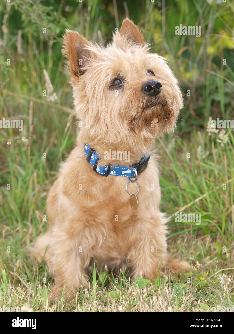 A cute terrier type dog in a blue collar sits in grass Stock Photo - Alamy