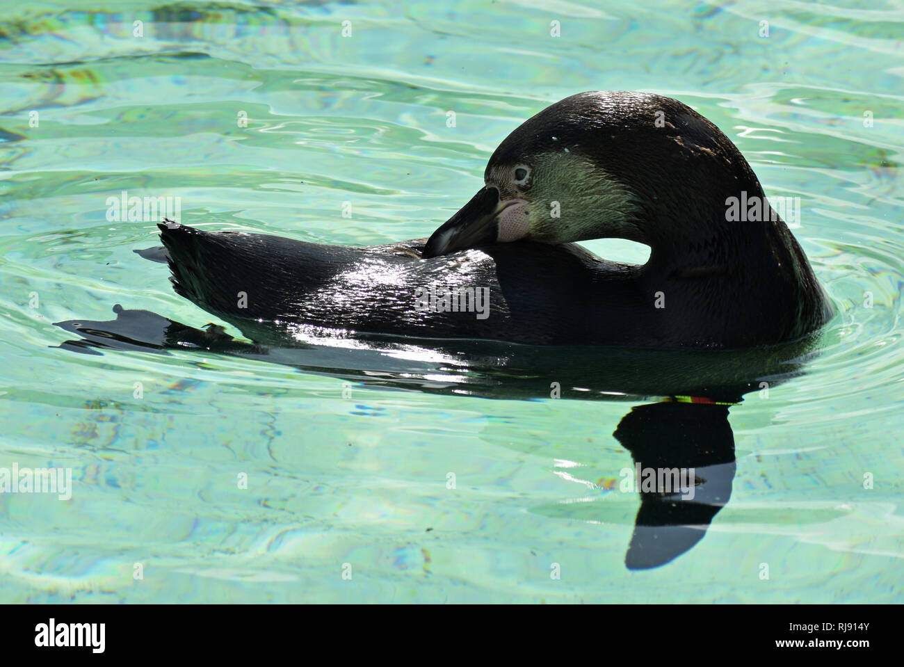 Humboldt Penguin floating in pool at Cotswold Wildlife Park, Nr Burford ...