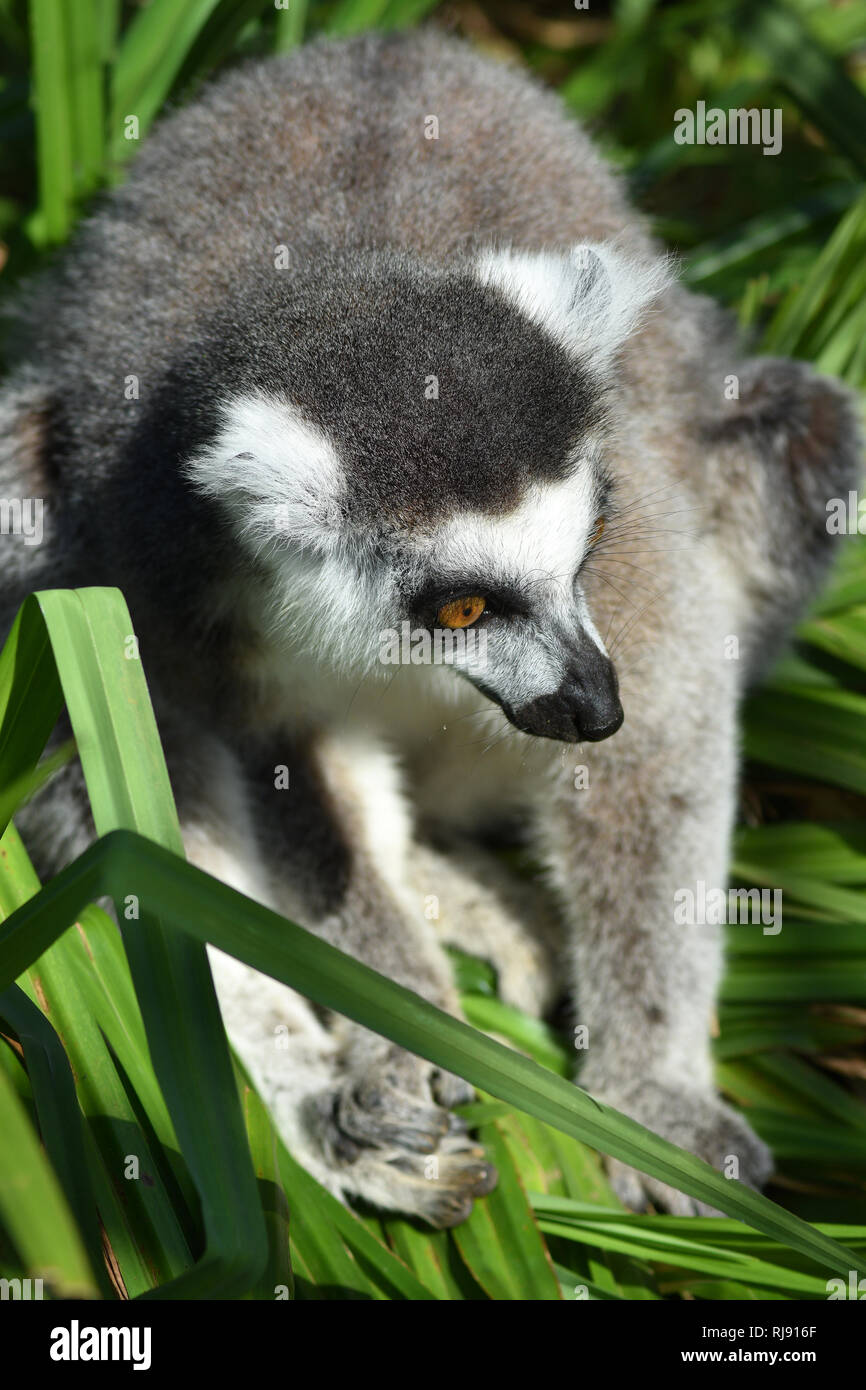 Endangered Ring-Tailed Lemur at Cotswold Wildlife Park, Nr Burford, Oxfordshire, Cotswolds Stock ...