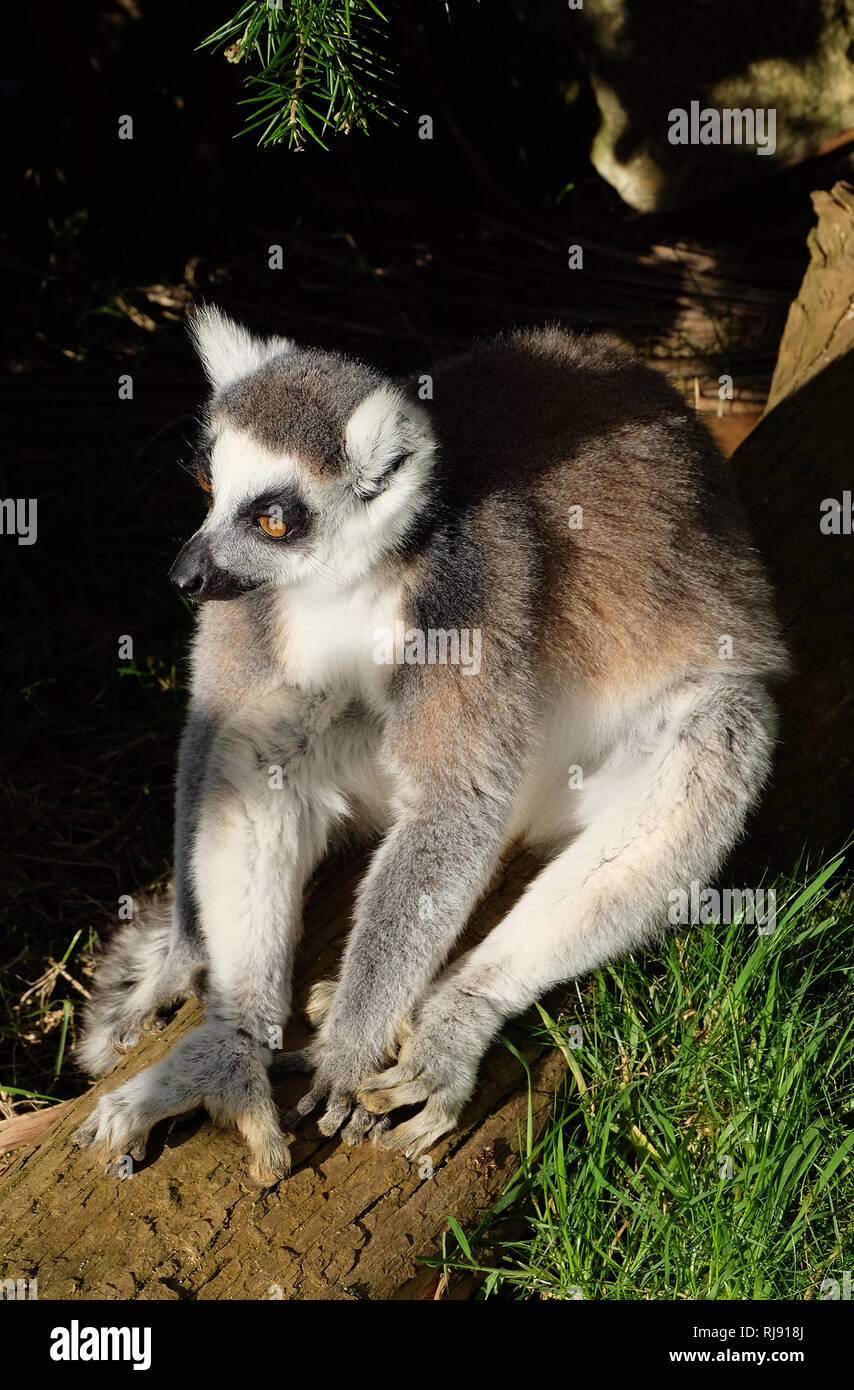 Endangered Ring-Tailed Lemur at Cotswold Wildlife Park, Nr Burford, Oxfordshire, Cotswolds Stock ...