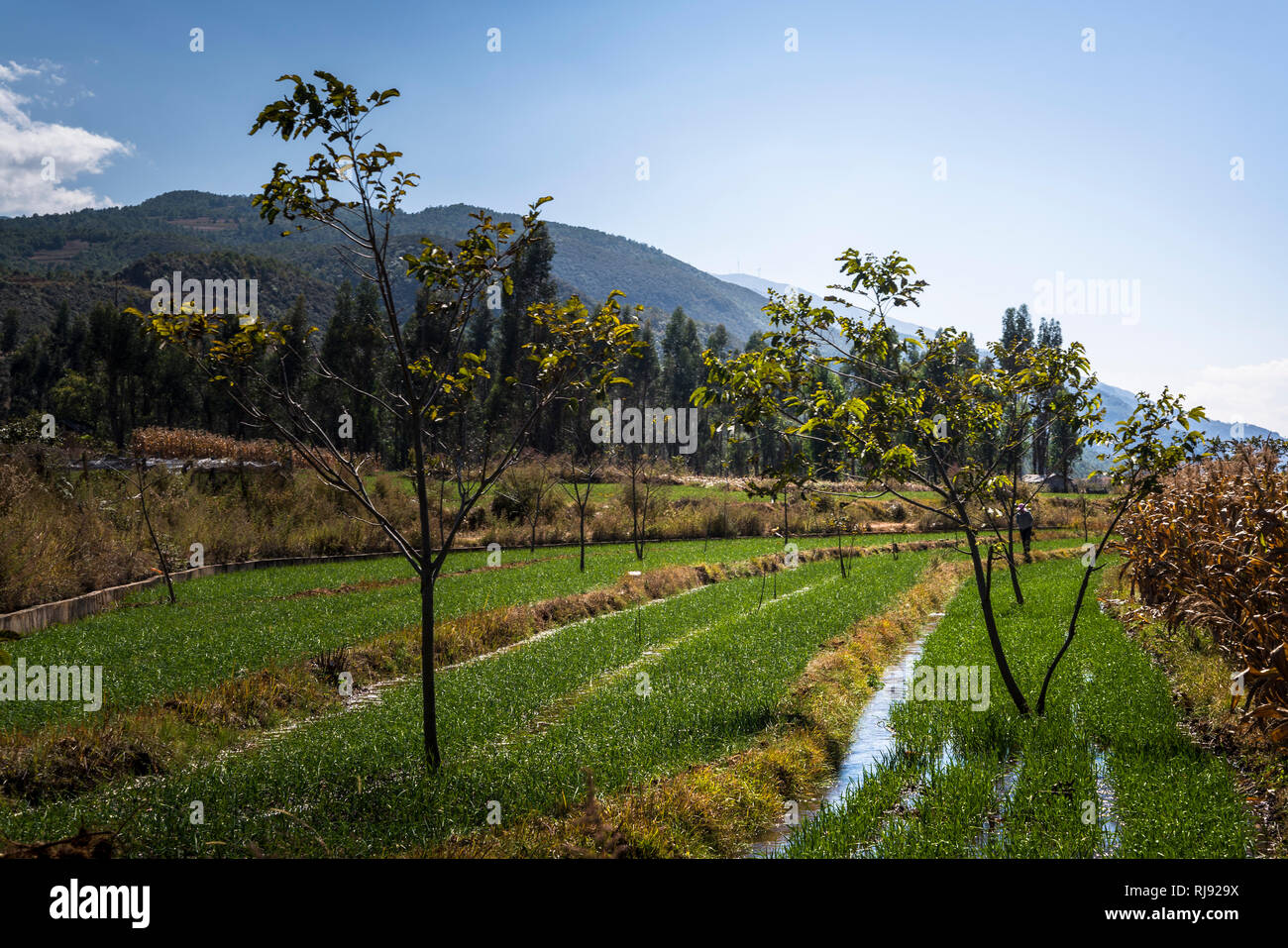 Rice fields near Shaxi historic market town, Yunnan, China Stock Photo ...