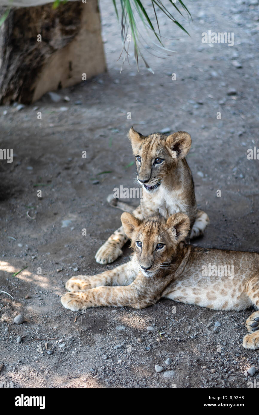 two lion cubs together in Guatemalan zoo Stock Photo - Alamy