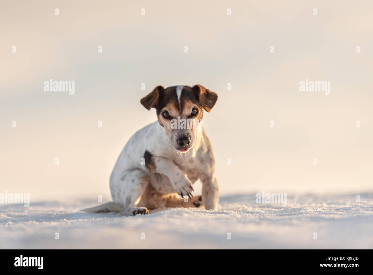 Why Does My Dog Have Cold Feet