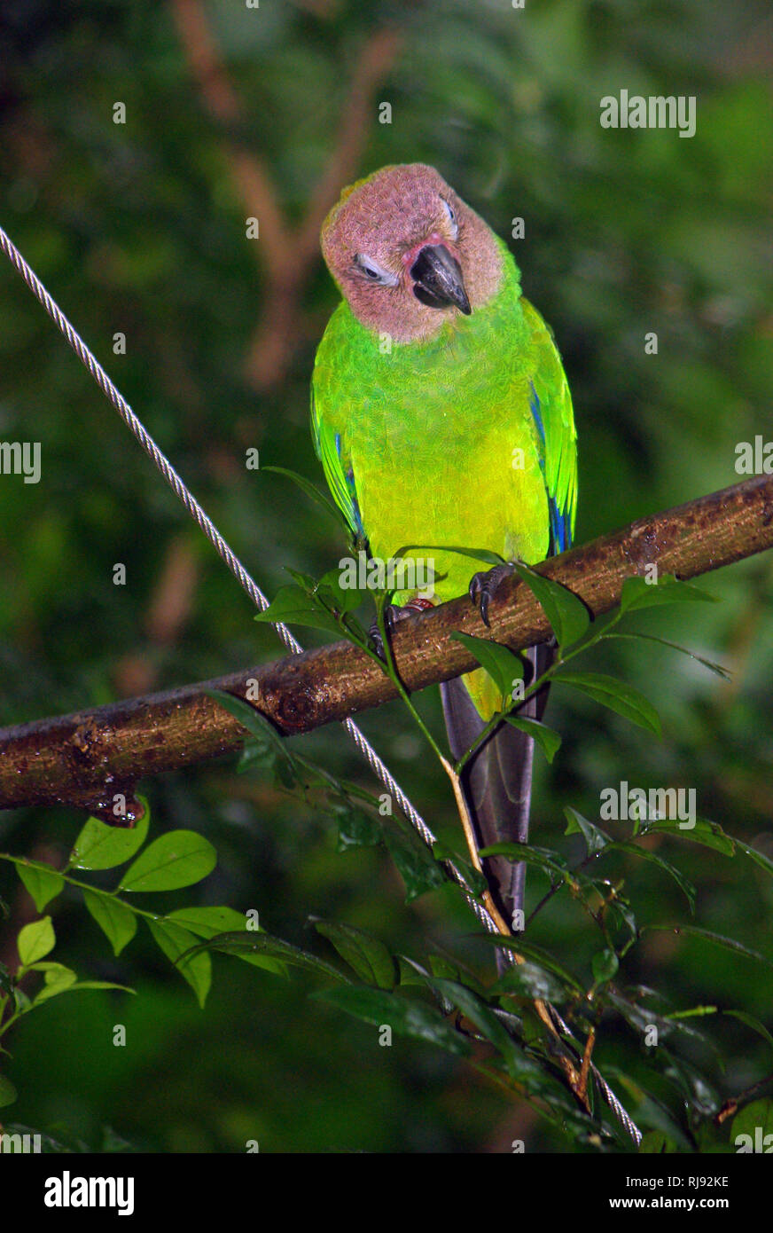 Dusky headed hi-res stock photography and images - Alamy