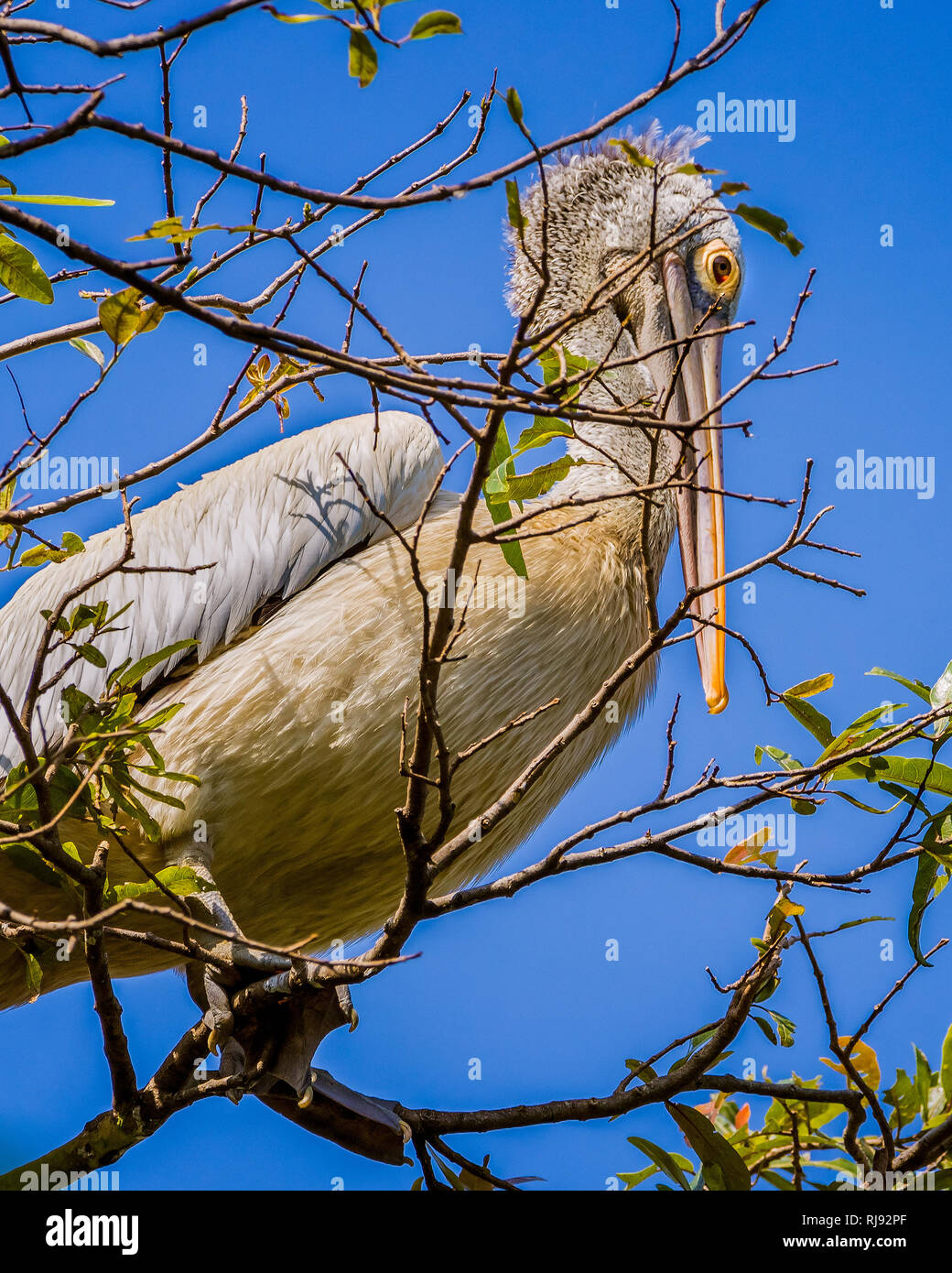 Pelican sitting on the tree branches Stock Photo - Alamy