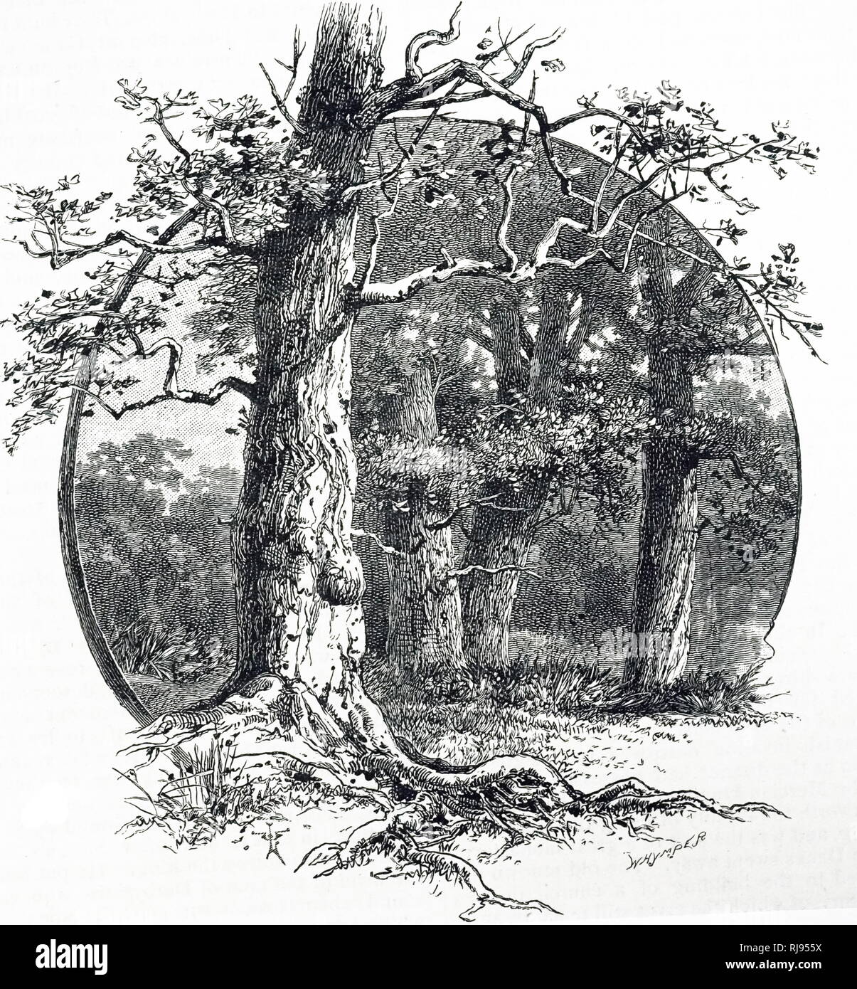 An engraving depicting Oak trees in Sherwood Forest. Dated 19th century ...