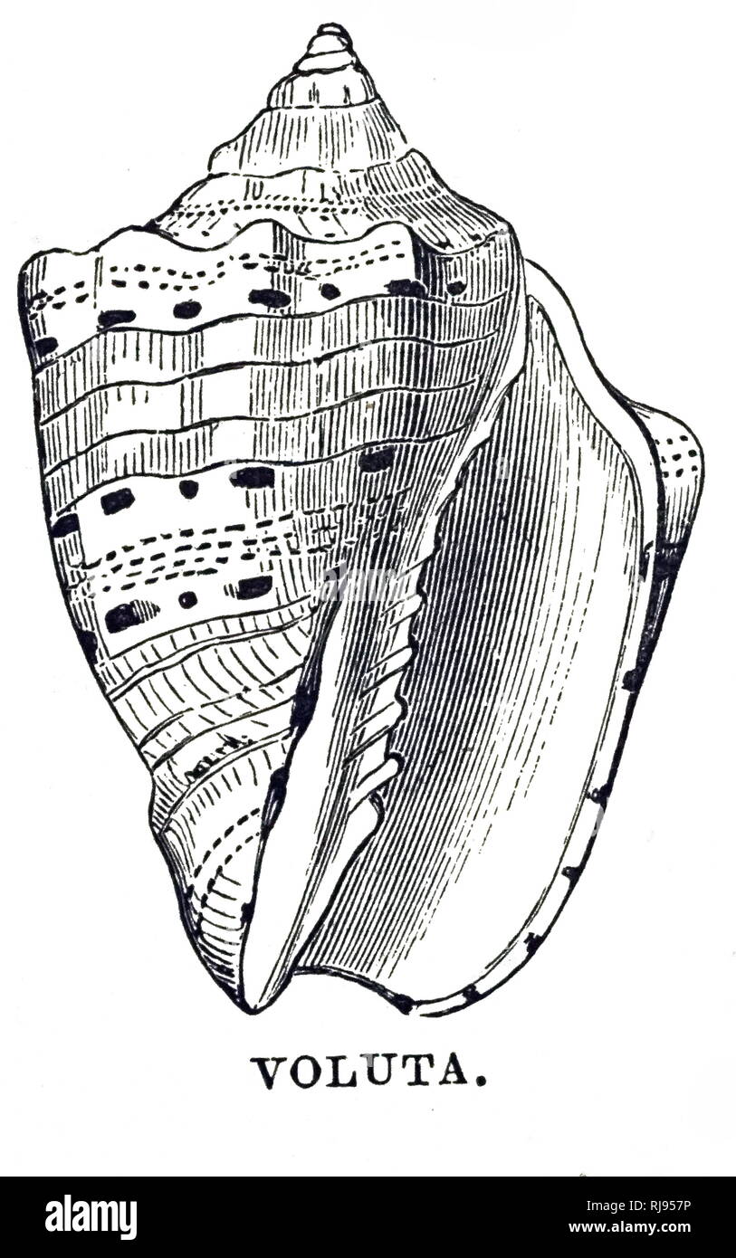 An engraving depicting a Voluta, a genus of medium to large sea snails ...