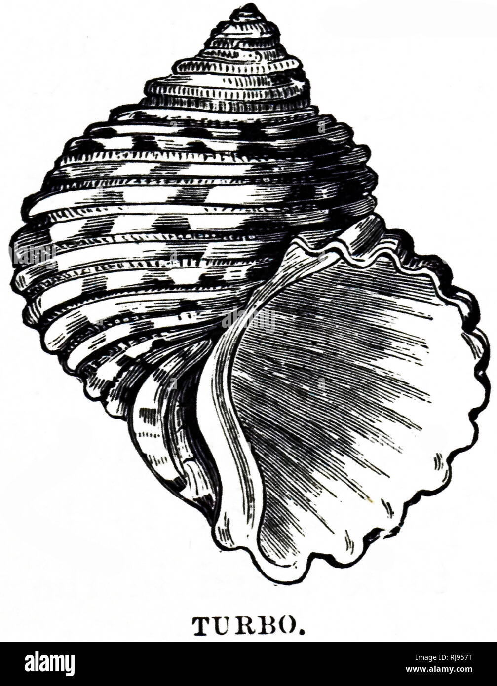 An engraving depicting a Turbo, a genus of large sea snails with gills ...