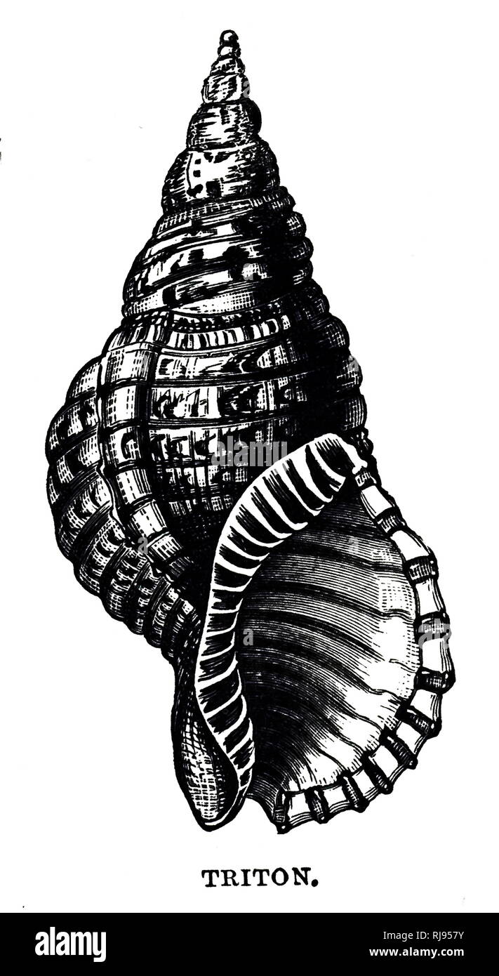 An engraving depicting a Charonia, a genus of enormous sea snail ...