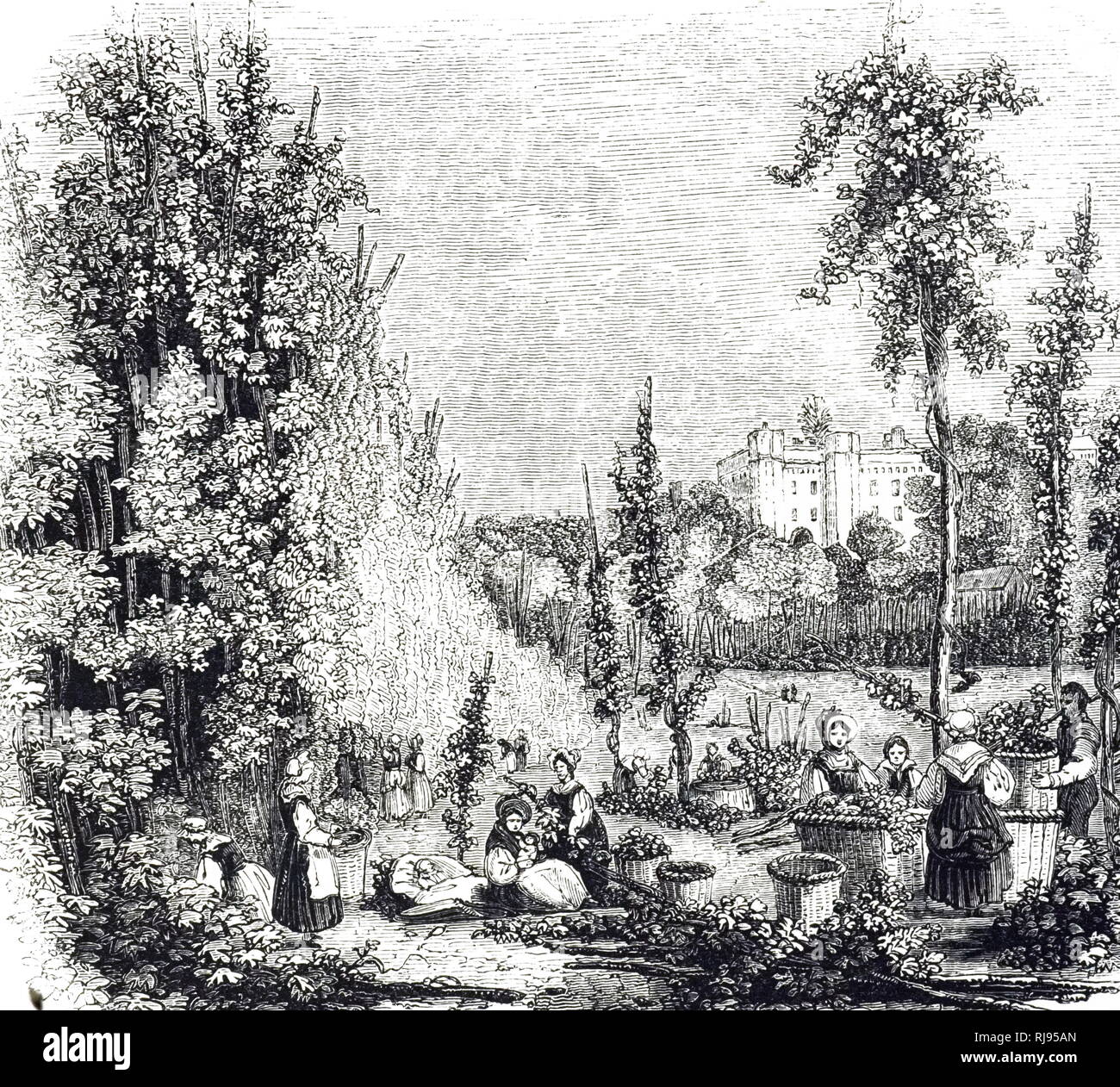 An engraving depicting a hop garden, Farnham, Surrey. Dated 19th ...