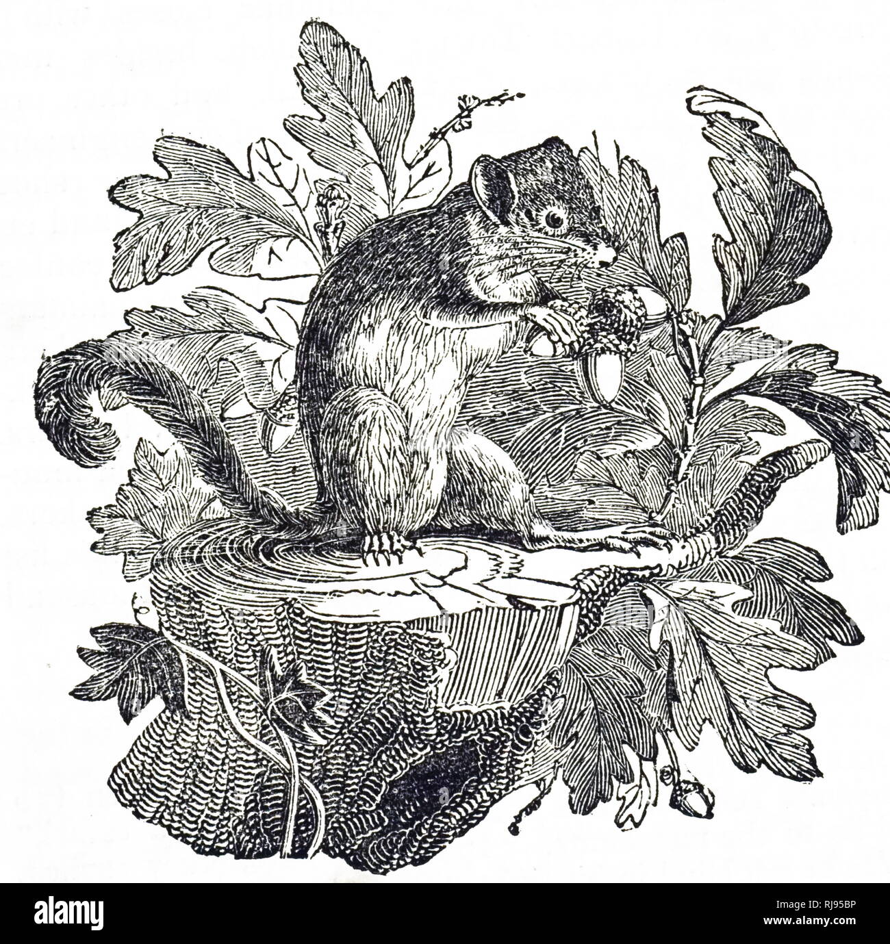 An engraving depicting a dormouse, a rodent of the family Gliridae ...