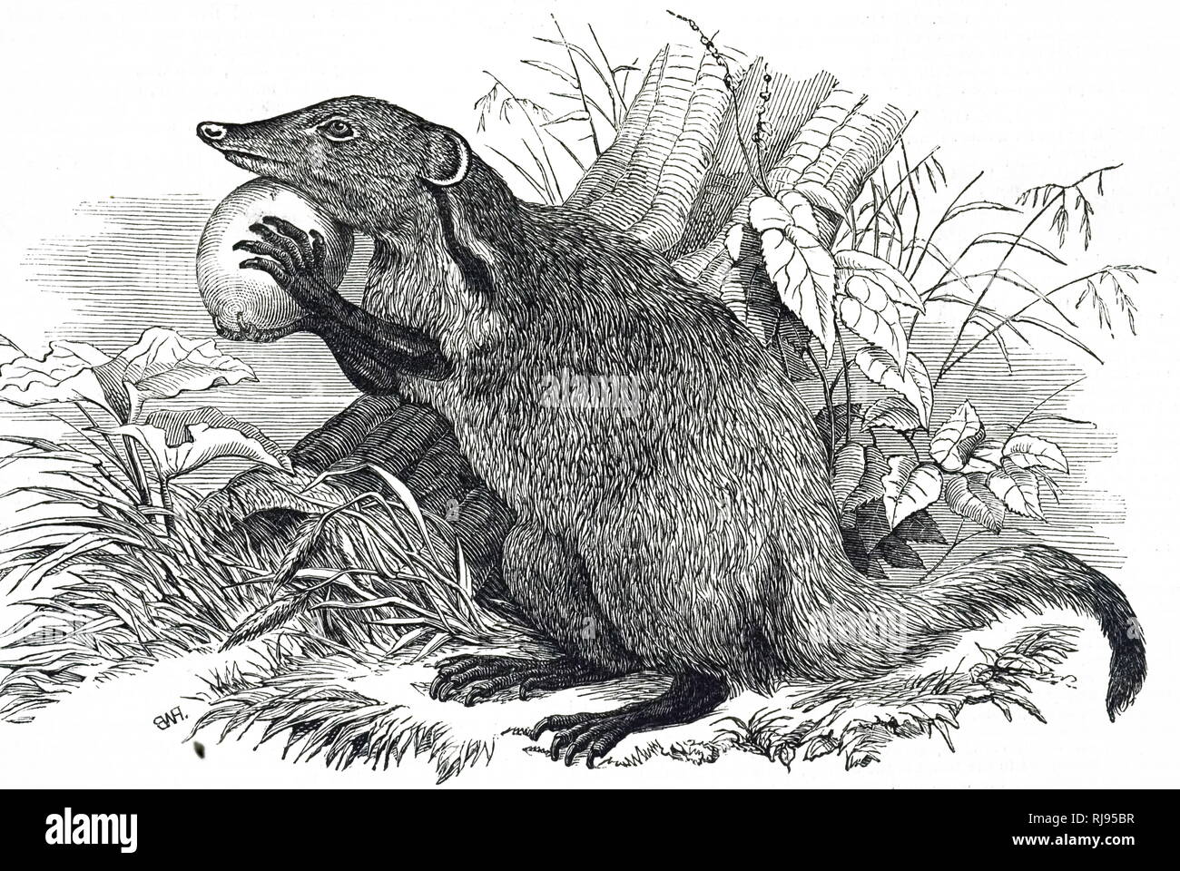 An engraving depicting a mongoose, small feliform carnivorans native to ...
