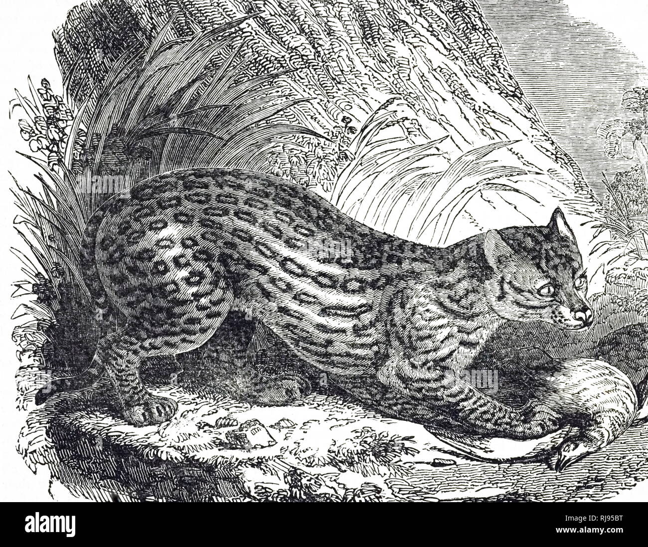 An engraving depicting an Ocelot, a wild cat native to the southwestern ...