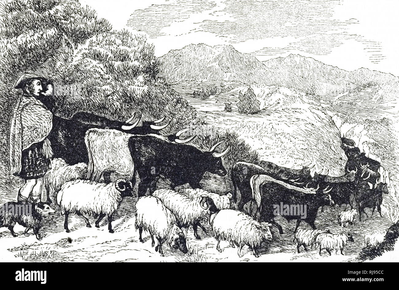 Droving hi-res stock photography and images - Alamy