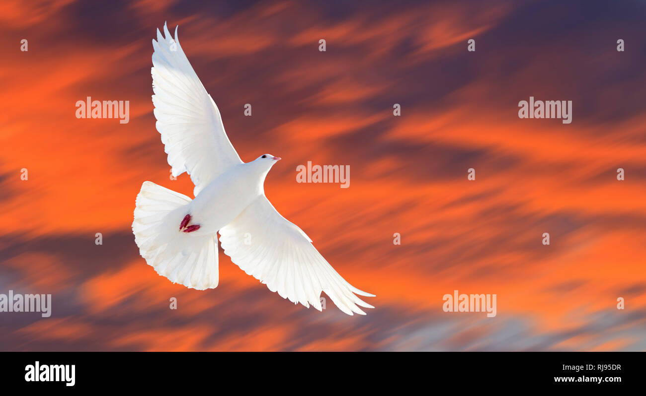 bird of hope flies in the stormy sky Stock Photo - Alamy