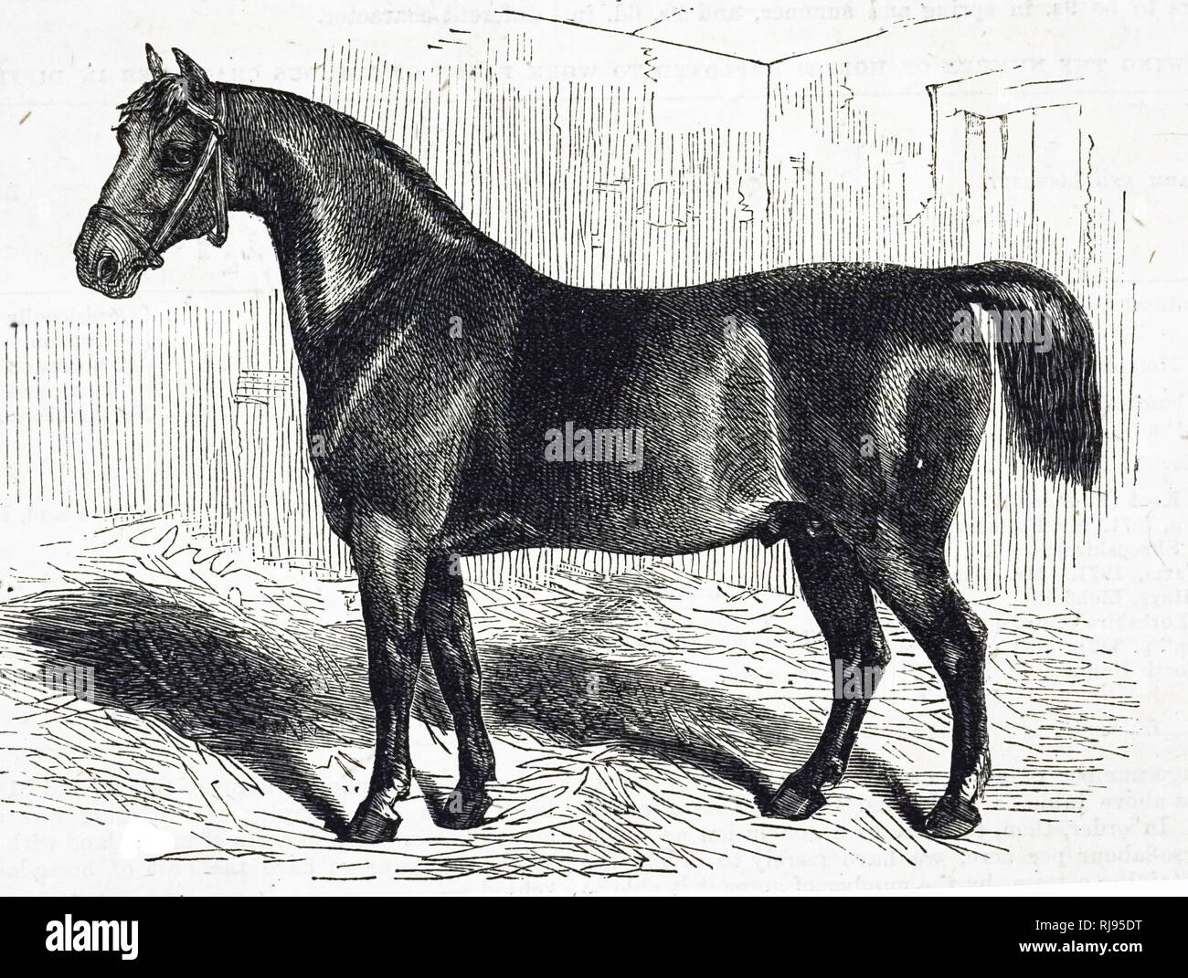 Horse equestrian engraving hi-res stock photography and images - Alamy