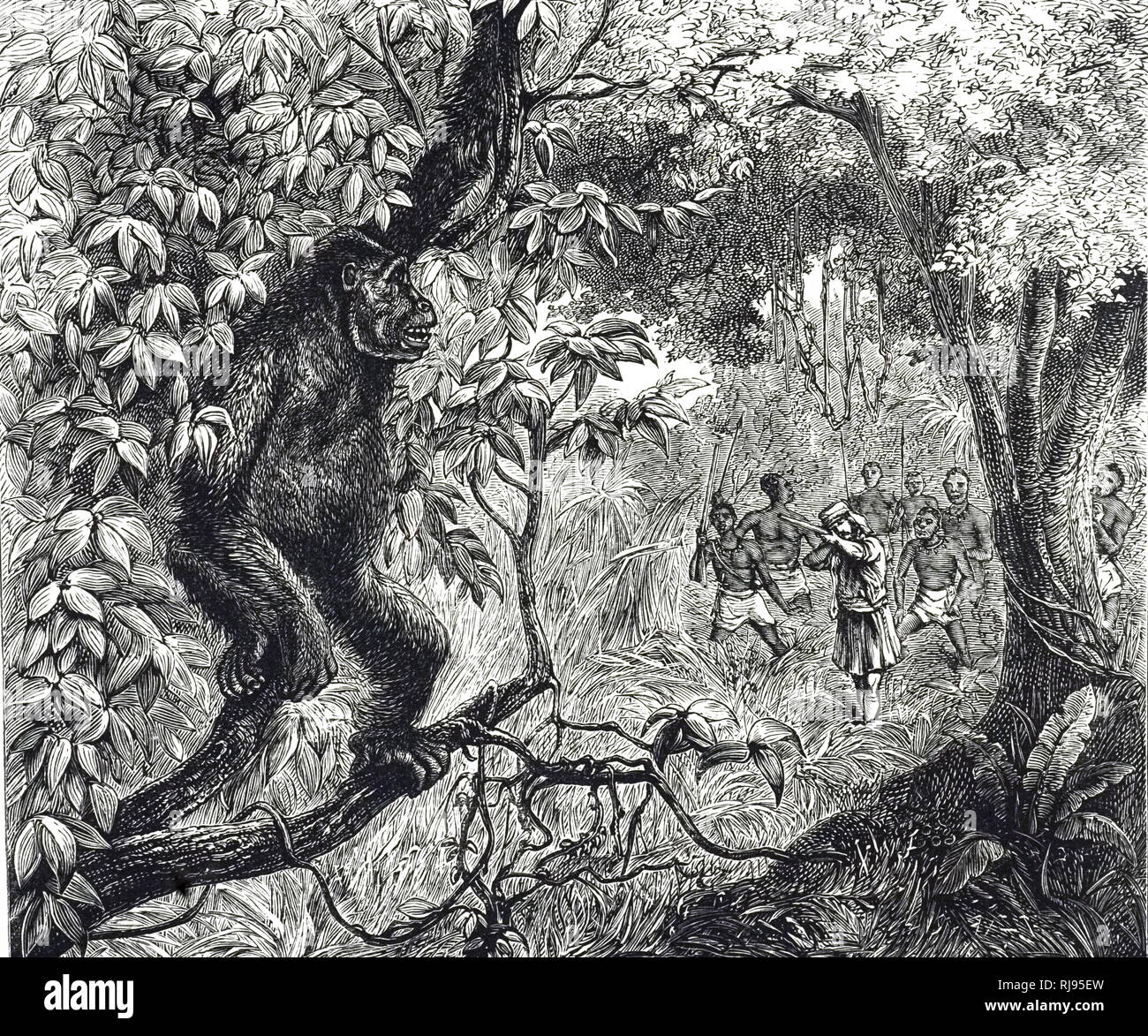 Gorilla hunting hi-res stock photography and images - Alamy