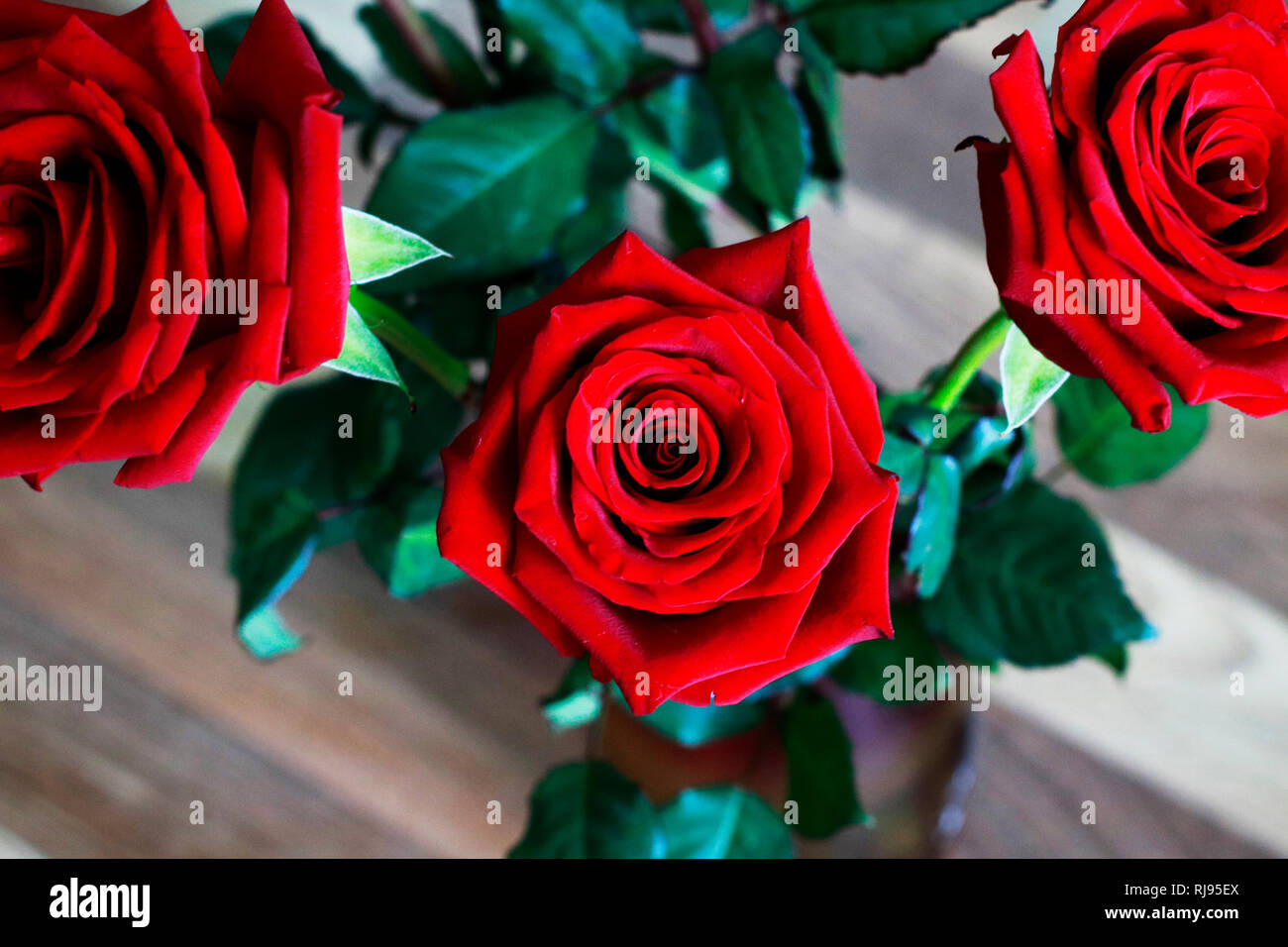 Dark Red Ruby Roses Bunch on Green Leaves Blured Background. Close Up ...