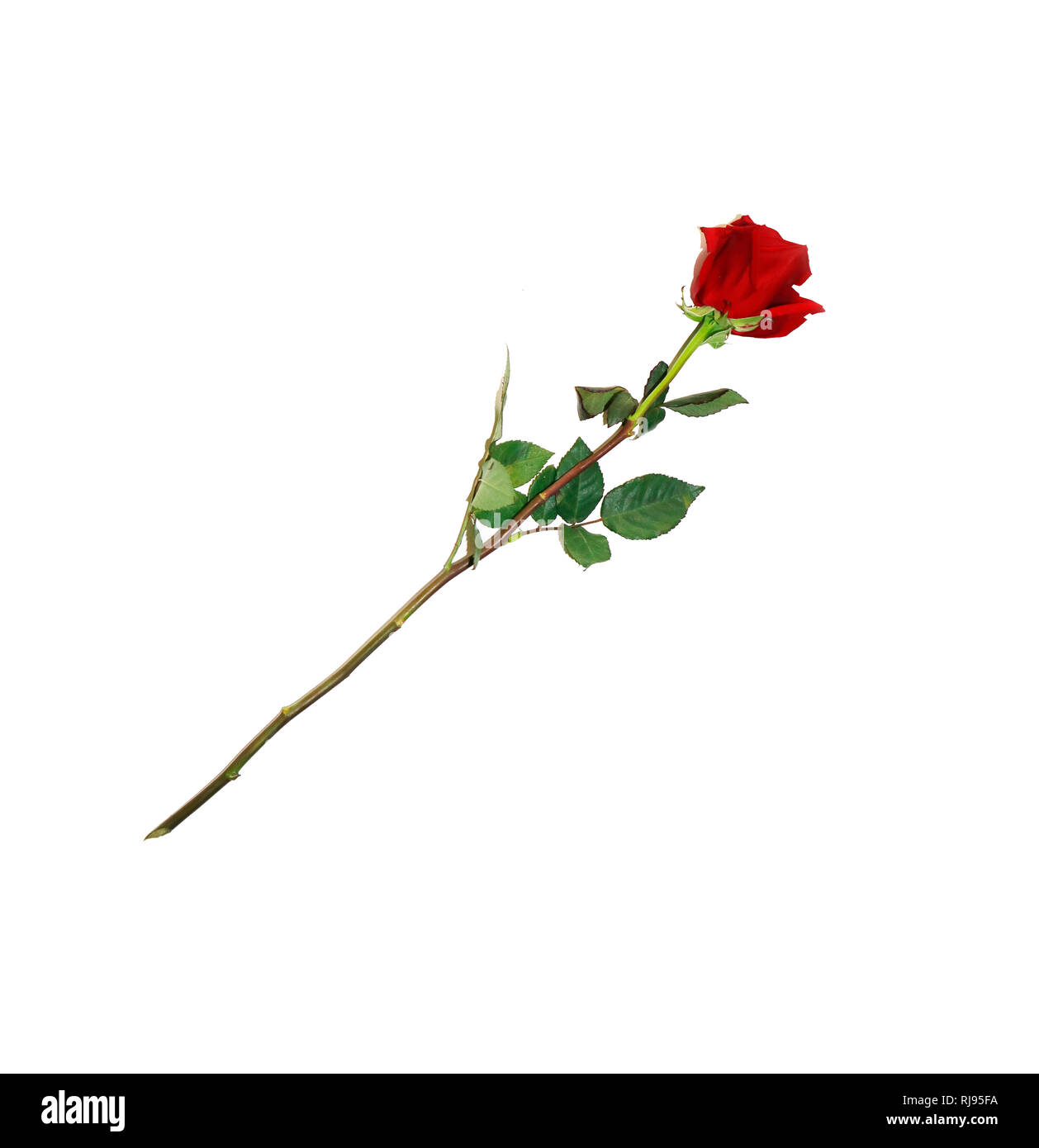 Dark Red Rose With Stem