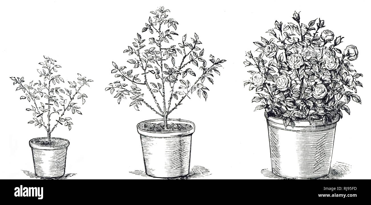 An engraving depicting the growth stages of a rose bush. Dated 19th ...