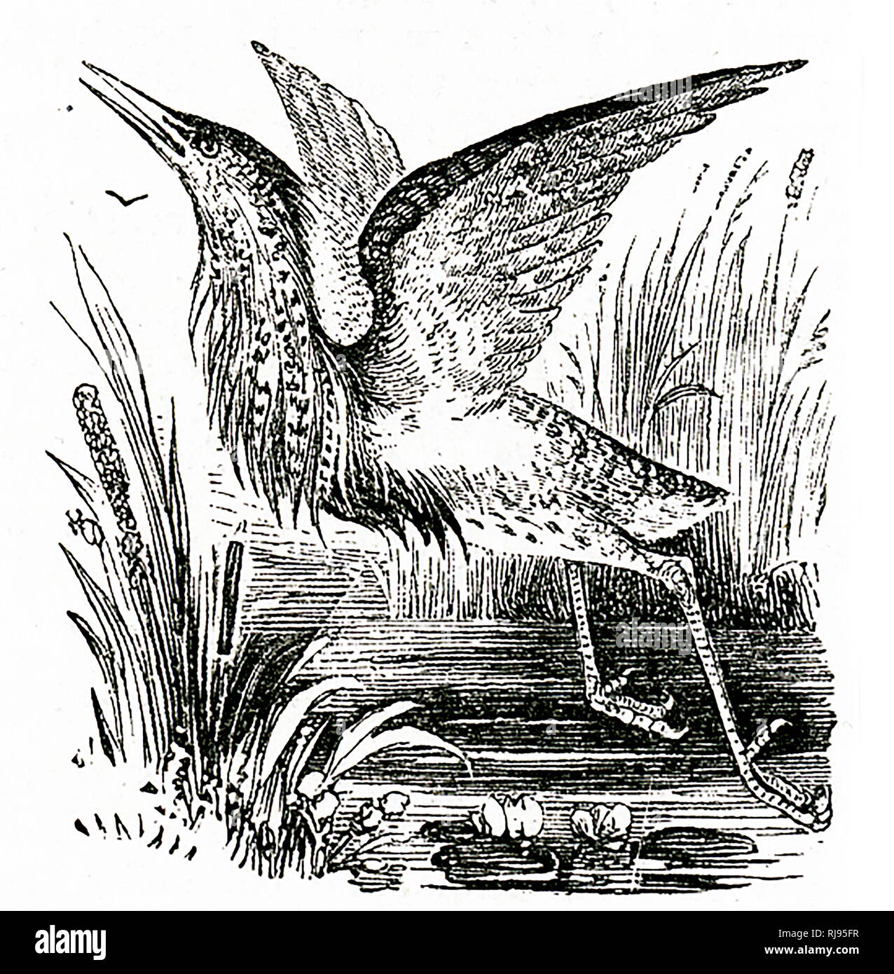 An engraving depicting a Eurasian bittern, a wading bird in the bittern ...