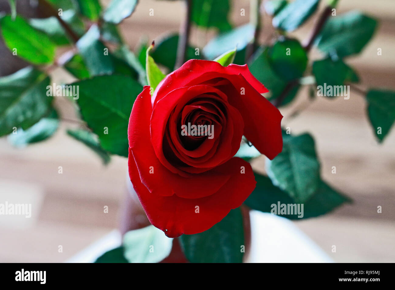 Top View of Beautiful Bud of Red Rose. Single Dark Red Ruby Rose on ...