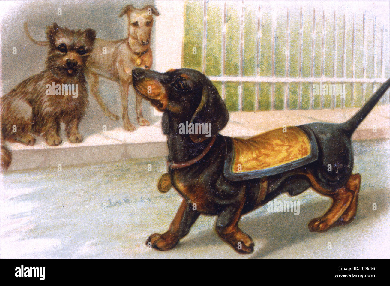 Dachshund dog wearing a coat Stock Photo - Alamy