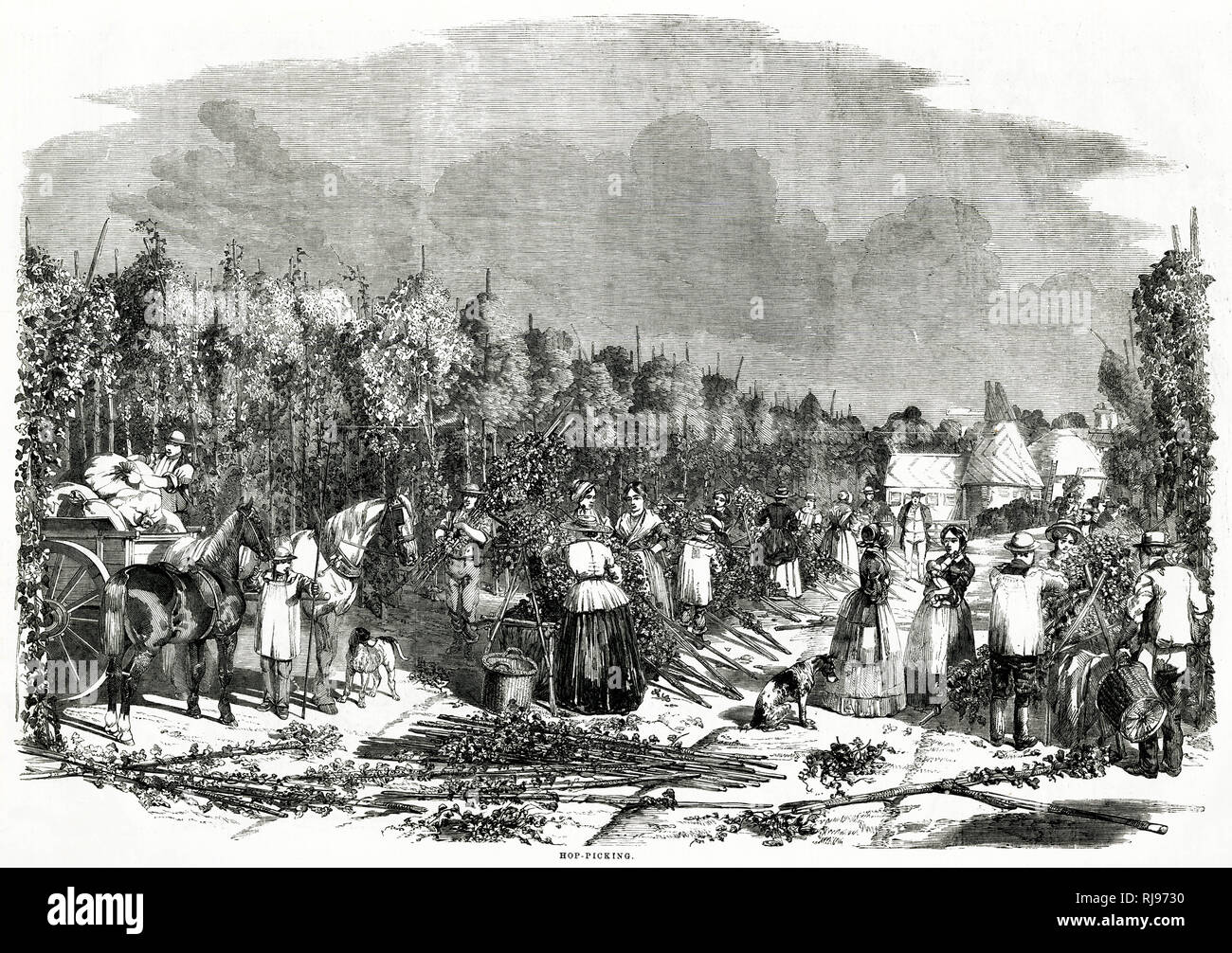 Landscape Scene of Hop Picking 1858 Stock Photo - Alamy