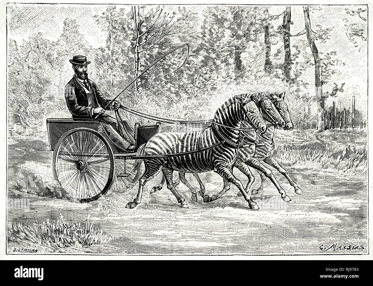 Zebra drawn carriage hi-res stock photography and images - Alamy