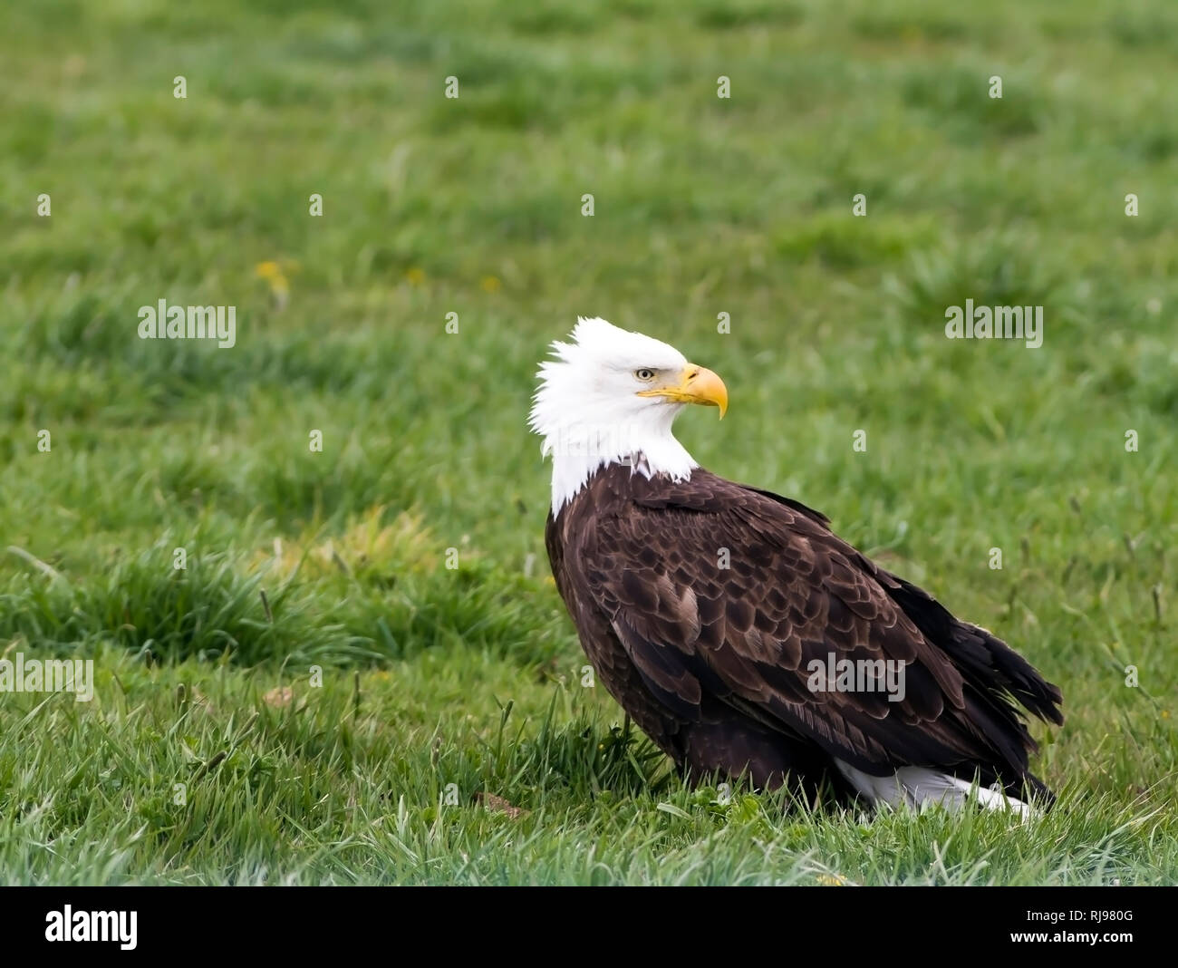 Bald eagle close up hi-res stock photography and images - Alamy