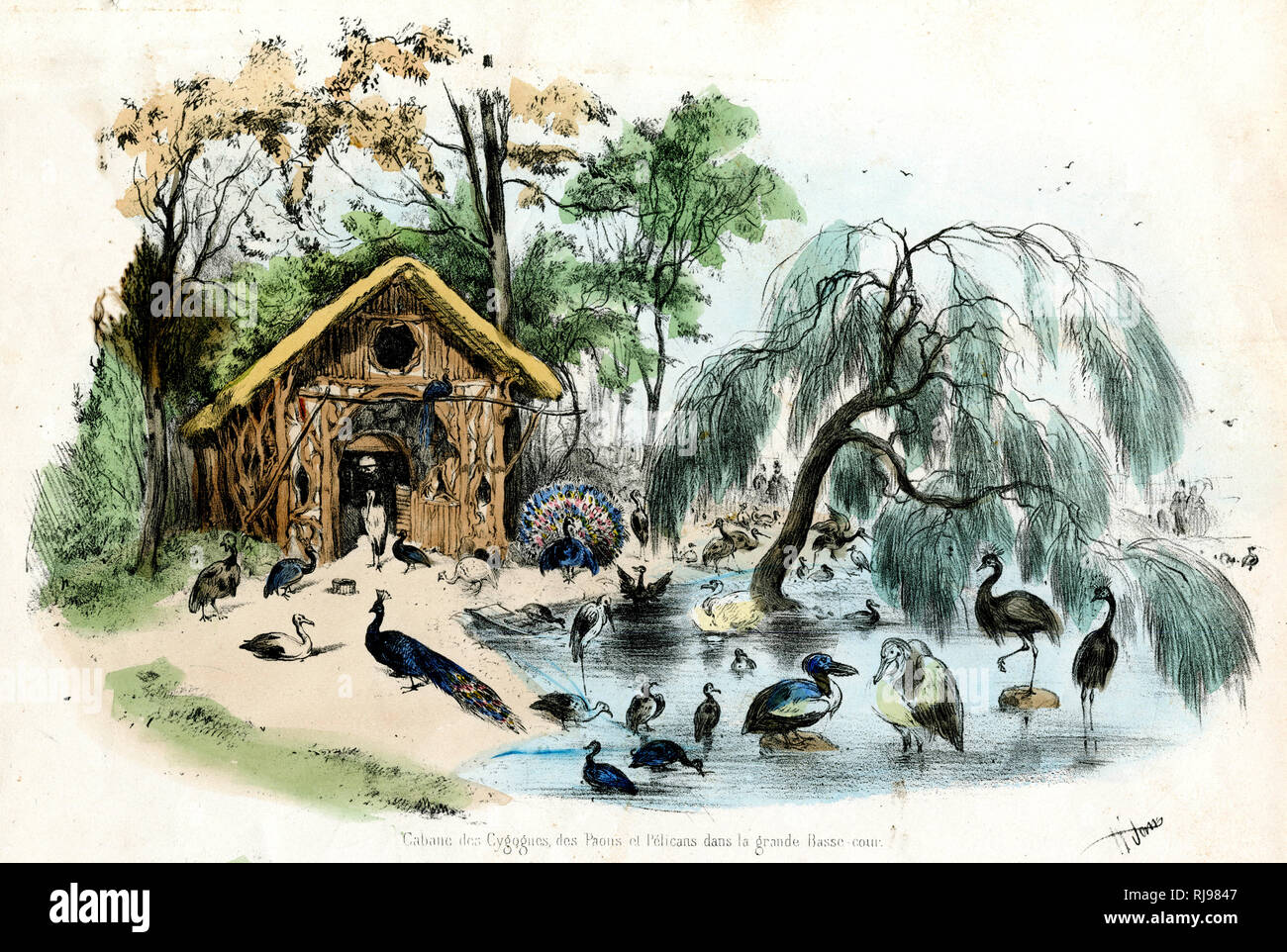 PARIS ZOO - BIRDS Stock Photo - Alamy
