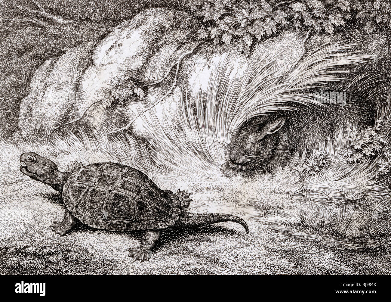 Hare and tortoise race hi-res stock photography and images - Alamy