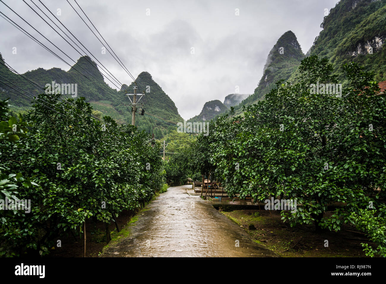Orchards and limestone karst peaks near Xingping, Guilin region ...