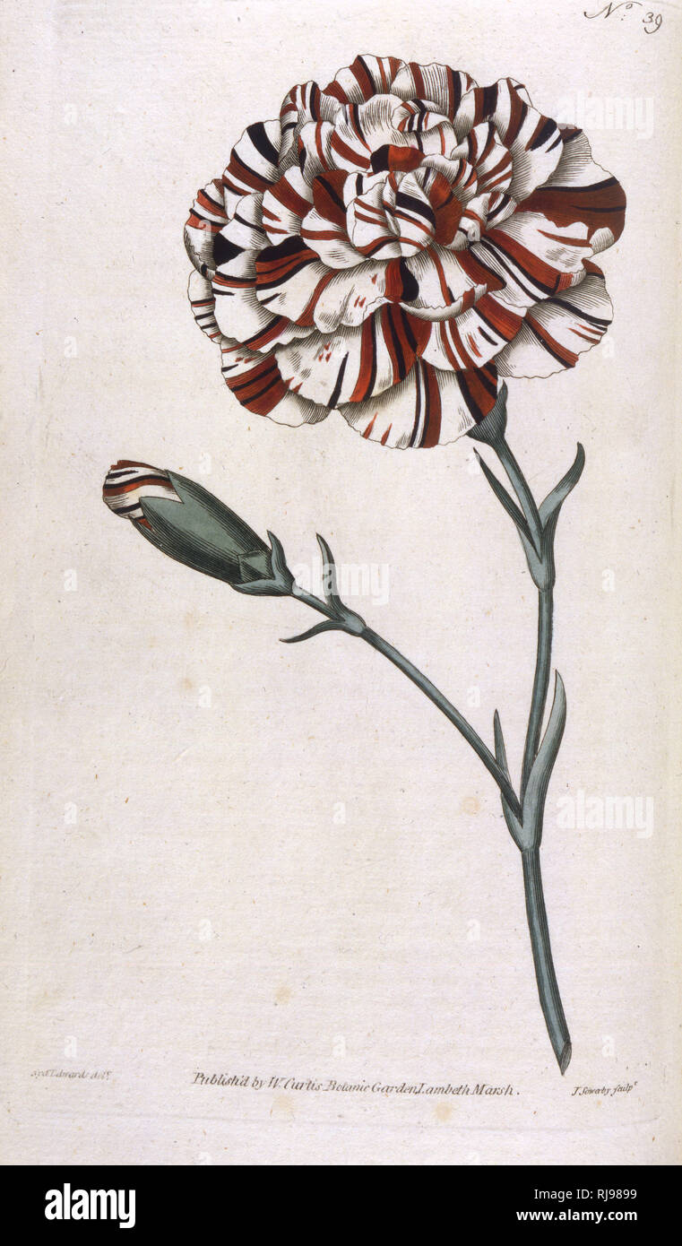 Species of dianthus hi-res stock photography and images - Alamy
