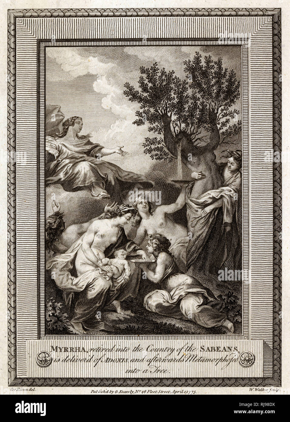 Myrrh tree hi-res stock photography and images - Alamy