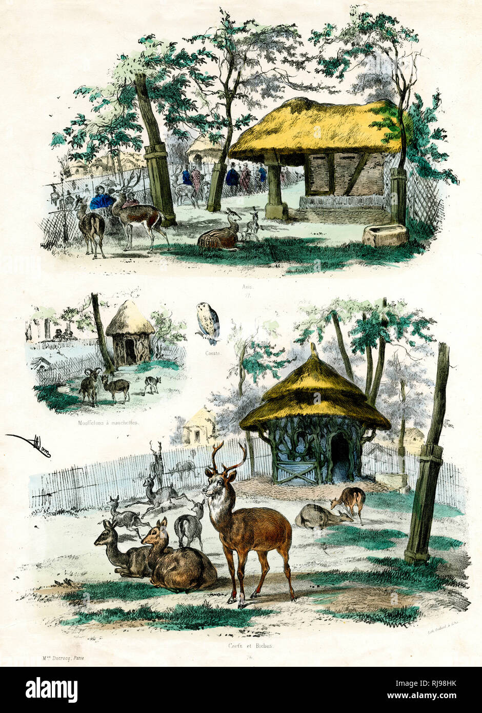 PARIS ZOO - DEER Stock Photo - Alamy