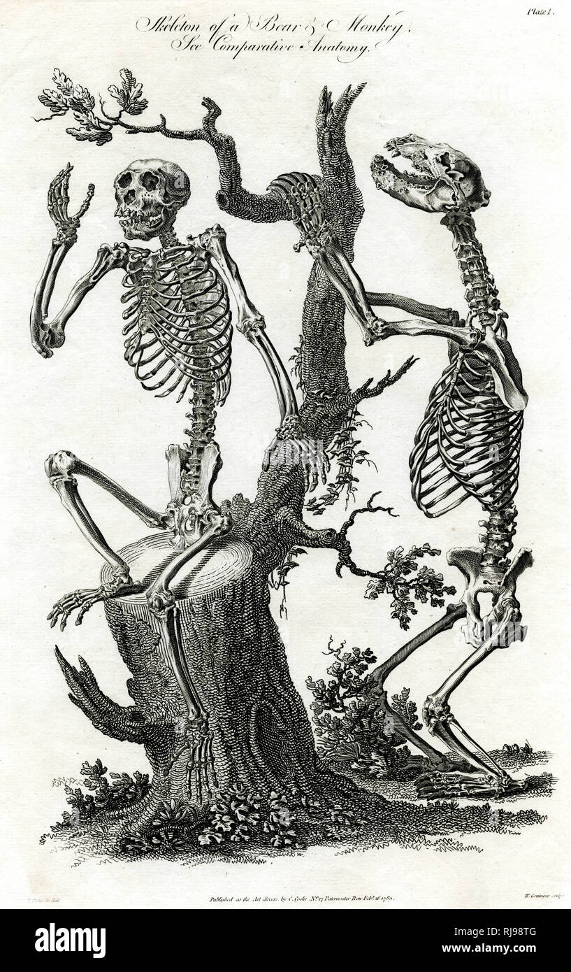 Bear monkey hi-res stock photography and images - Alamy