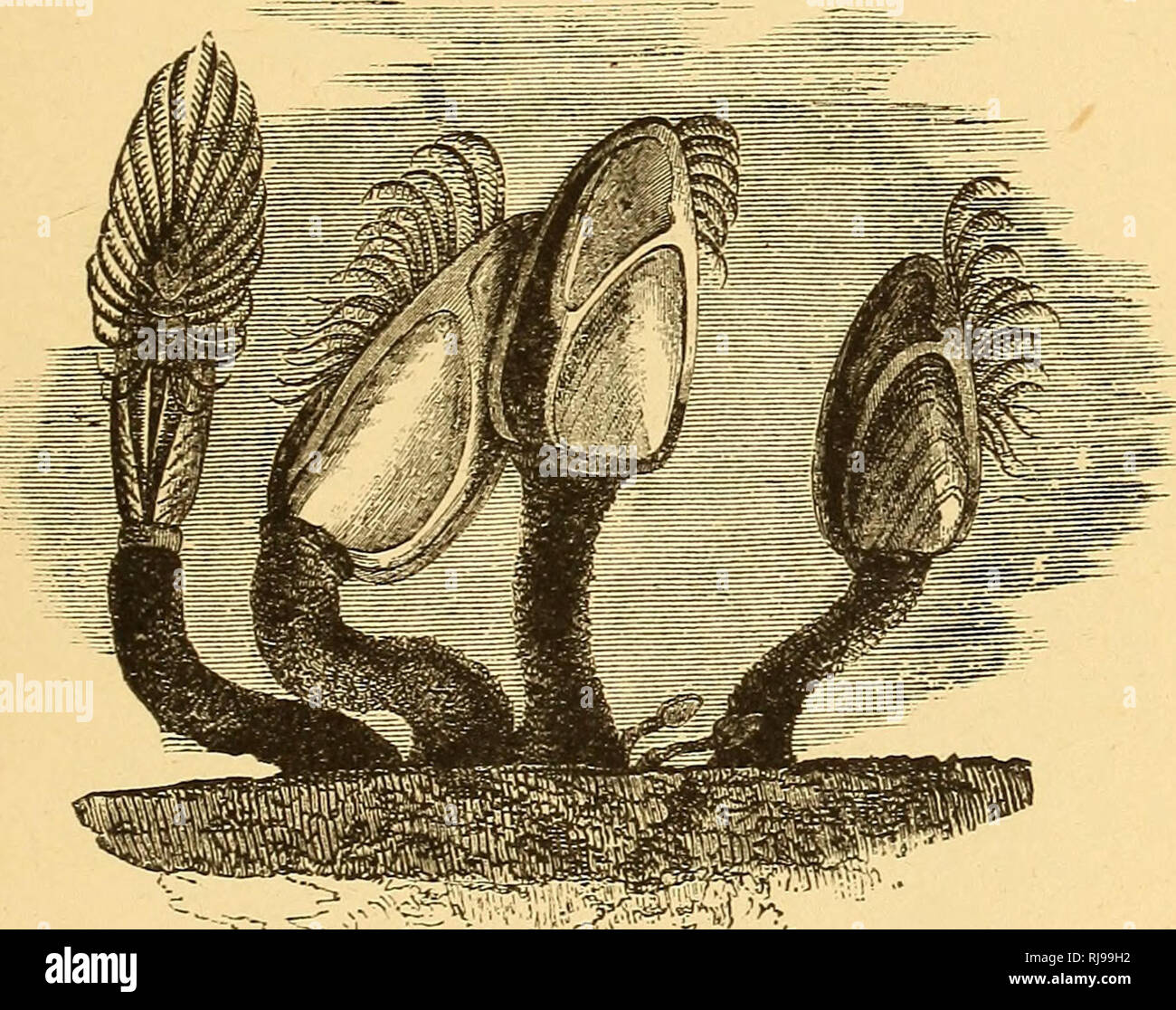 Two goose barnacles hi-res stock photography and images - Alamy