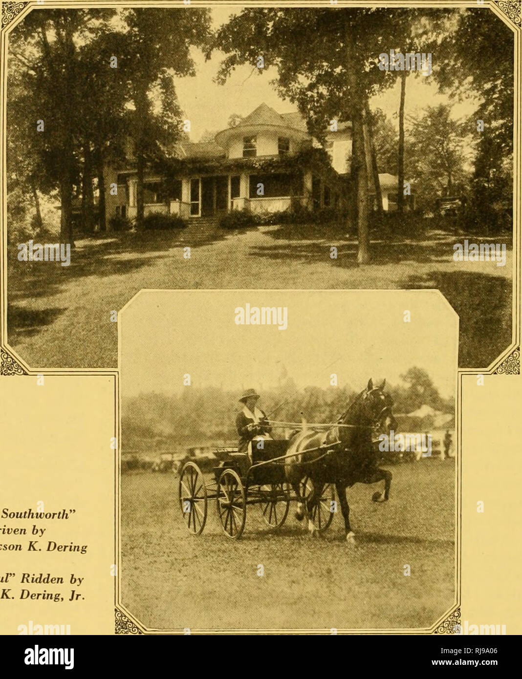 Polly page hi-res stock photography and images - Alamy