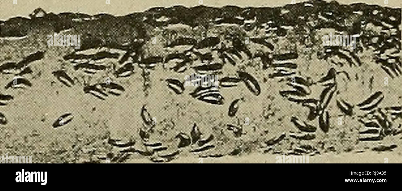 Armored scale insects hi-res stock photography and images - Alamy