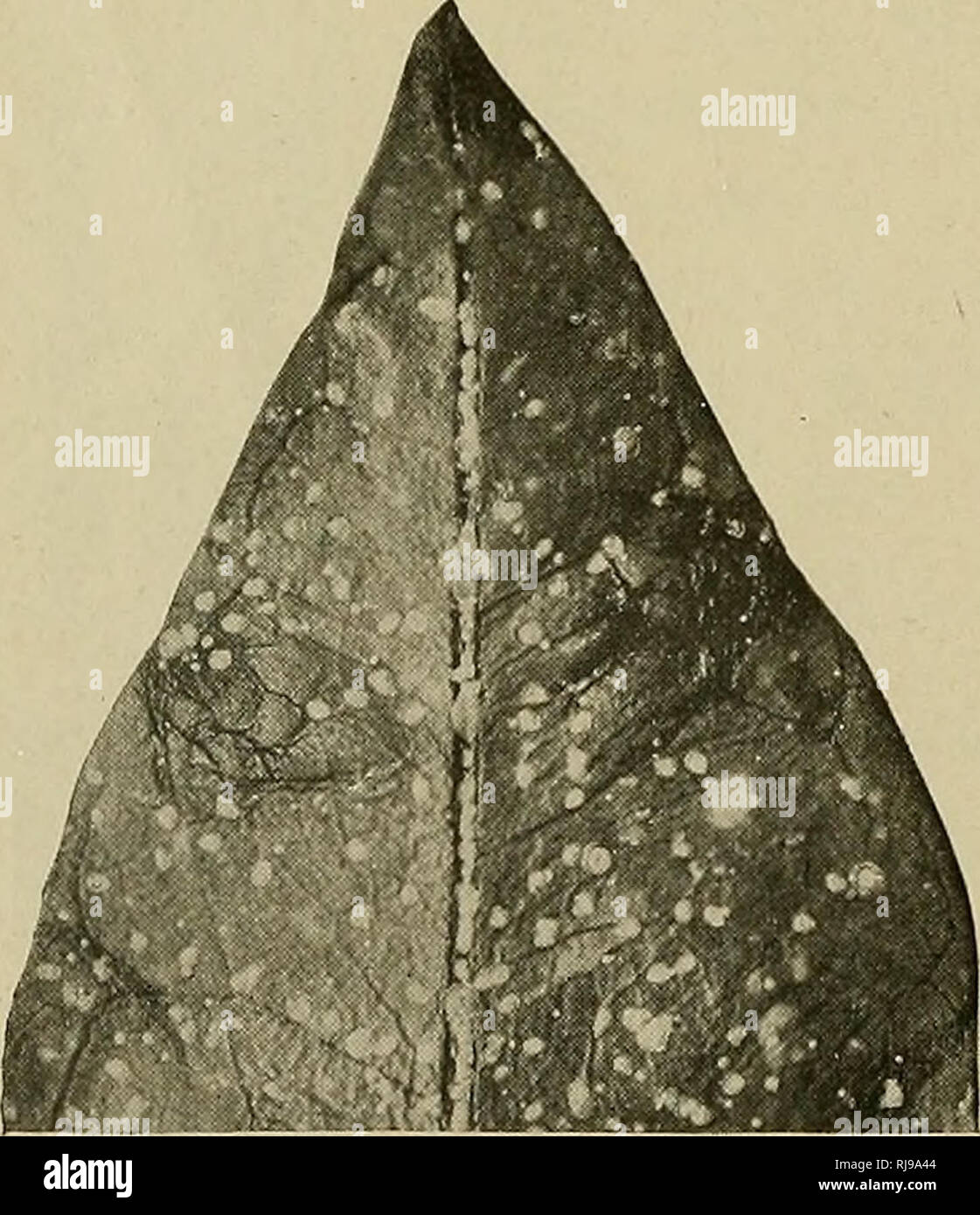 . The chief injurious scale-insects of Connecticut. Scale insects. 12 ...